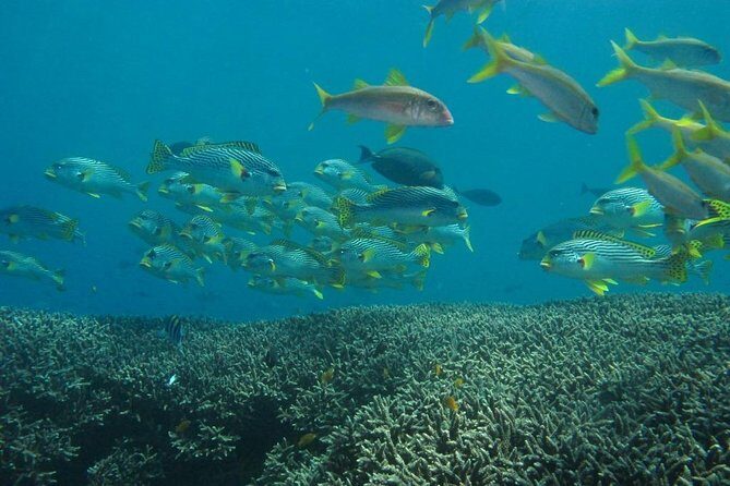 Scuba diving in PADANG BAY BALI - Practical Tips for Participants
