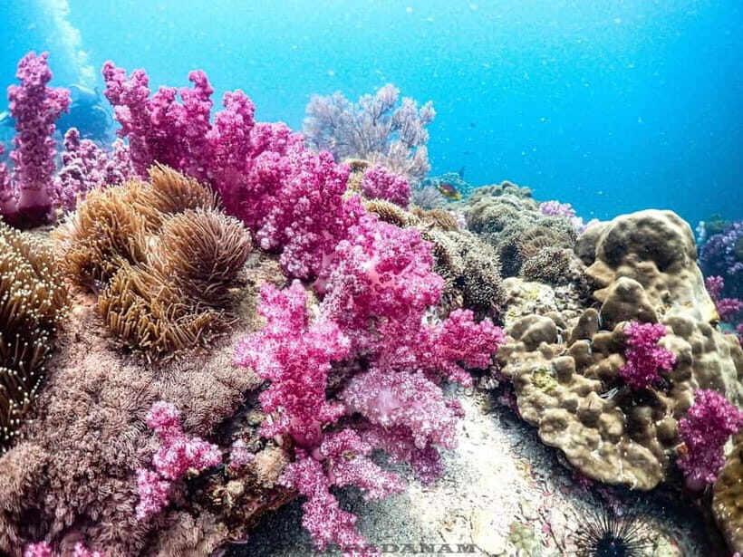 Scuba Diving in Phuket  4-Day 3-Night Experience - Introduction: Why Consider This Phuket Dive Experience?