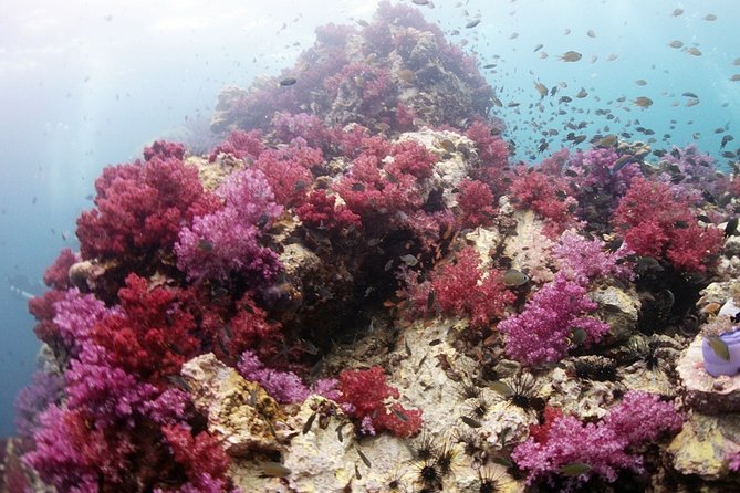 Scuba Diving in Phuket  Full-Day Trip (3 Dives, All Included) - The Food, Comfort, and Extras