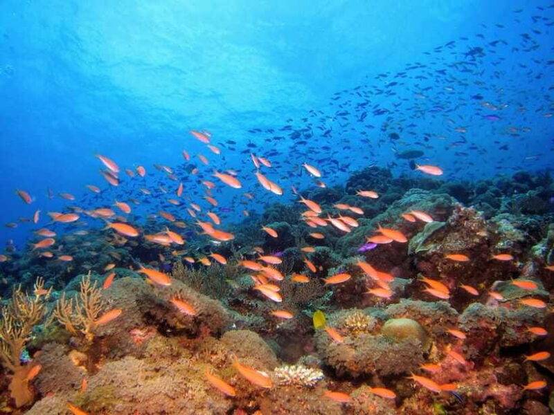 Scuba Diving in Unawatuna - The Sum Up