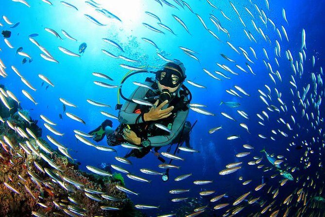 Scuba Diving on Catalina Island | 2 tanks, 2 spots - The Value of This Tour