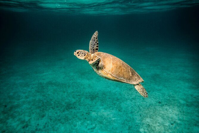 Scuba Diving Private Tour in Martinique - Transportation and Timing: Why It Matters