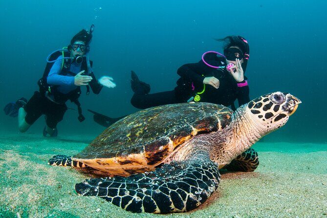 Scuba Diving Puerto Vallarta Undersea Arcos or Marietas - The Sum Up