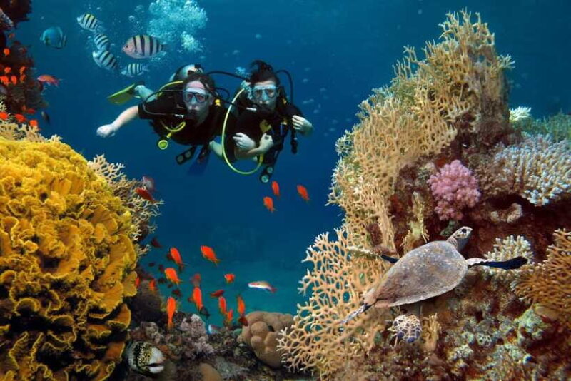 Scuba Diving Refresher(3 dives) - What Travelers Are Saying