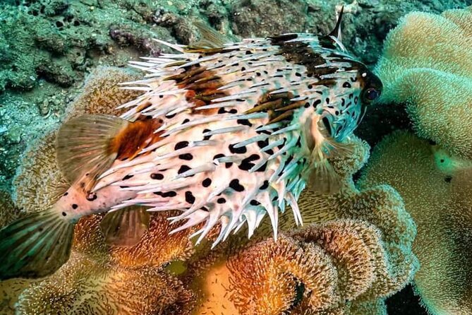 Scuba Diving Tour in Cham Island for certified divers or Beginners - Who Should Consider This Tour?