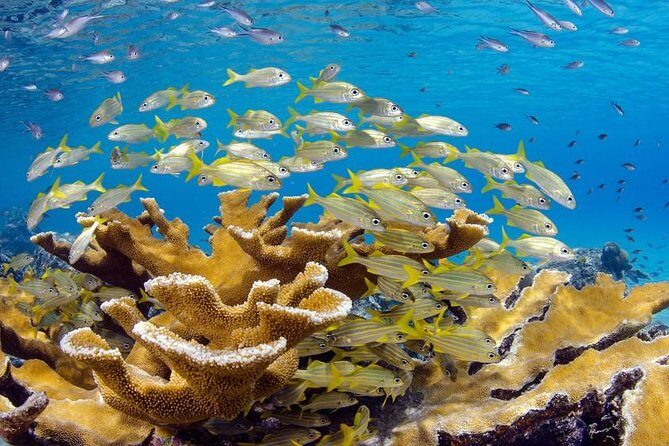 Scuba Doo Diving Experience in Punta Cana - The Pros: Why This Tour Is Worth Considering