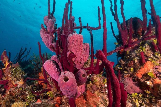 Scuba Doo Diving Experience in Punta Cana - The Sum Up