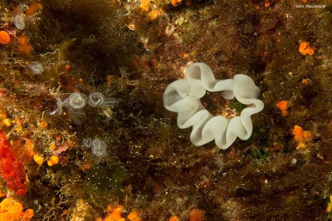 Scuba Experience - Accessibility and Health Considerations