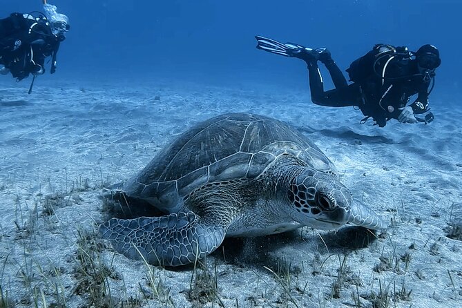 Scuba Experience in Tenerife with Guide - Final Thoughts