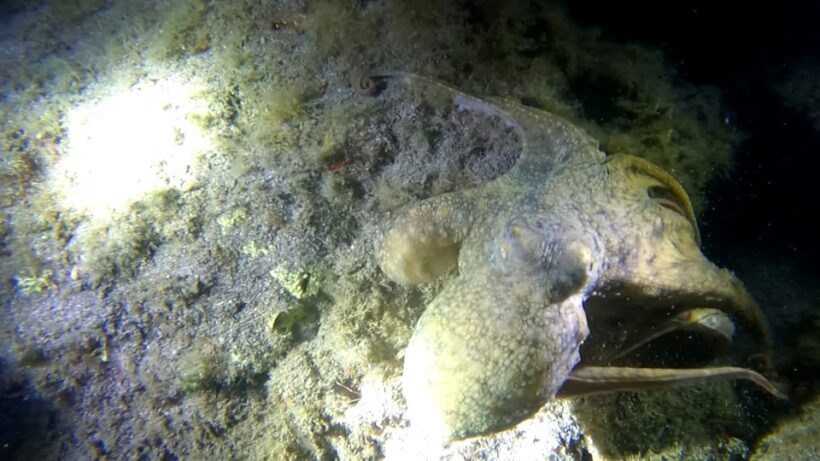 Scuba Night Dive for certified divers in Tenerife - Introduction: A Different World Beneath the Waves at Night