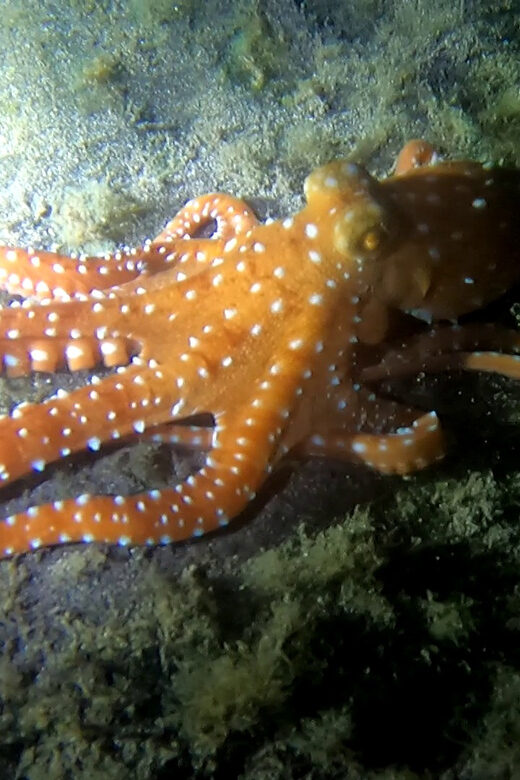 Scuba Night Dive for certified divers in Tenerife - Who Should Consider This Tour?