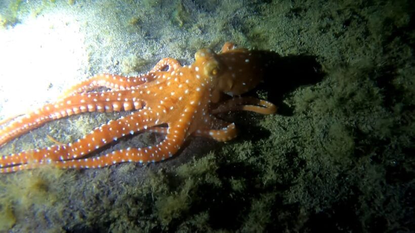 Scuba Night Dive for certified divers in Tenerife - The Sum Up: A Nighttime Underwater Adventure Worth Celebrating