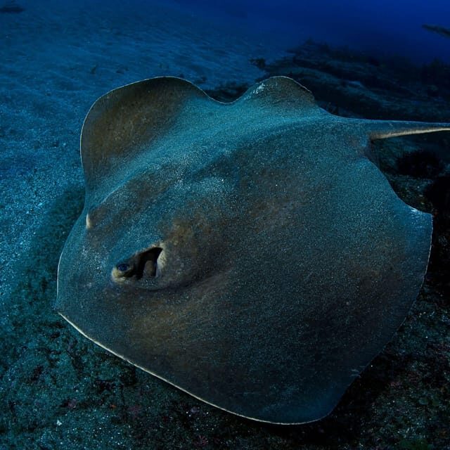 Scuba Night Dive for certified divers in Tenerife - FAQ