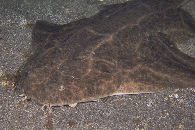 Scuba Night Dive on Tenerife - The Experience Beyond the Water