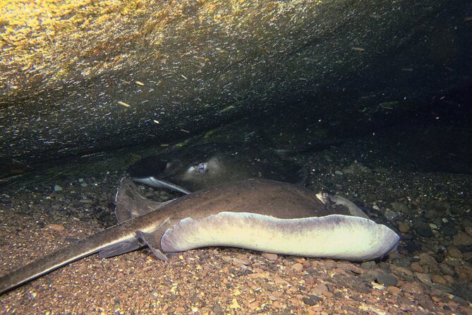 Scuba Night Dive on Tenerife - Who Will Enjoy This Tour?