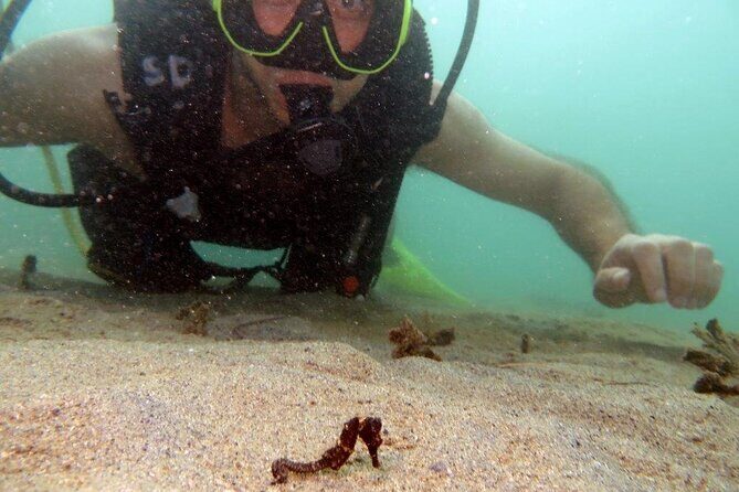 Scuba Tour for Certified Divers in San Juan - Who Should Consider This Tour?