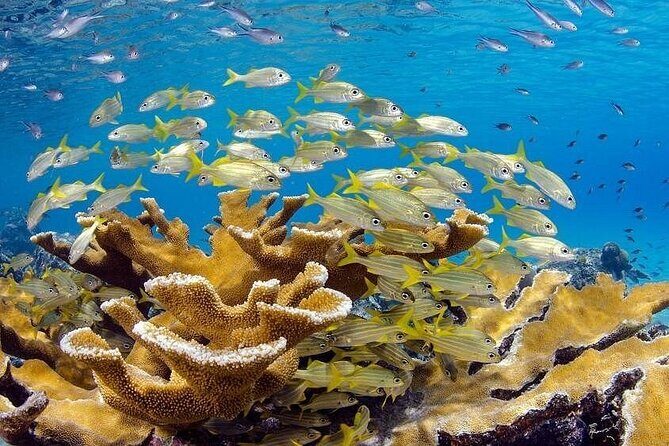 ScubaDoo From Punta Cana - Visceral Experience: Visual and Emotional Highlights