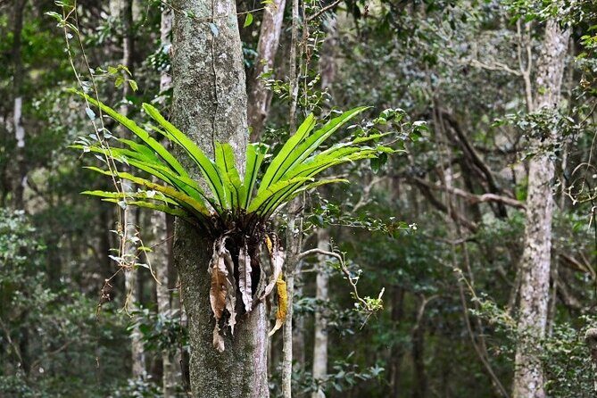 Sea Acres National Park: Aboriginal cultural tour - The Experience in Detail