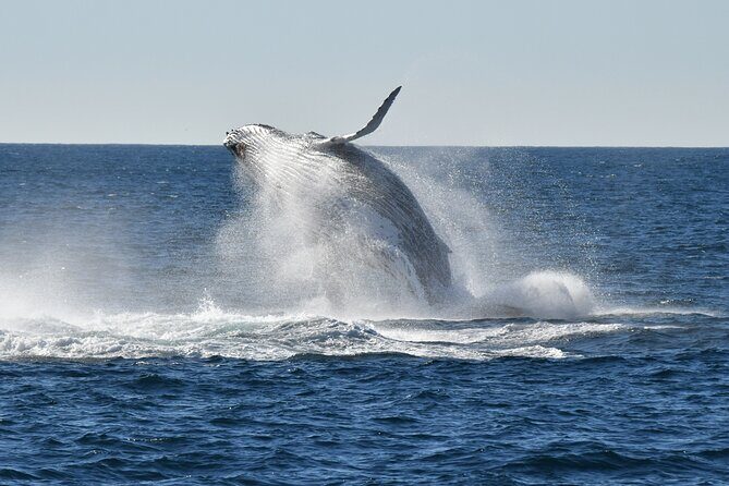 Sea Cliff Bridge Tours with Whale Watching and Wine Tasting - Key Points