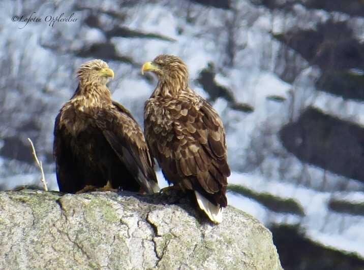 Sea Eagle/Nature Safari - A Closer Look at the Experience