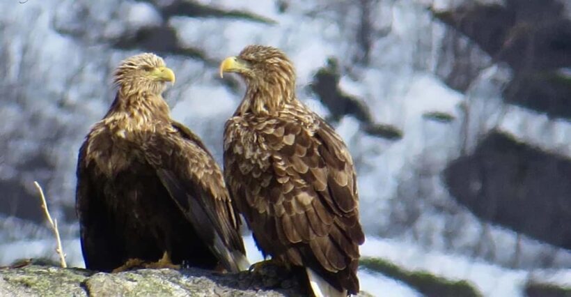 Sea Eagle/Nature Safari - FAQ