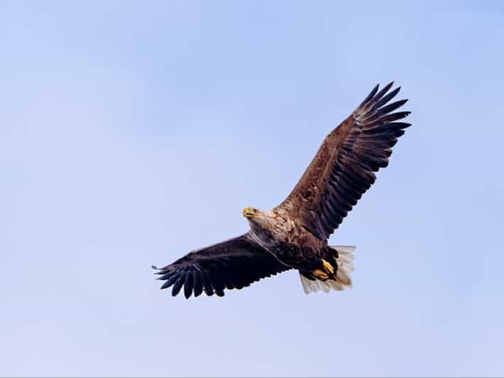 Sea Eagle Sunset Cruise - Key Points