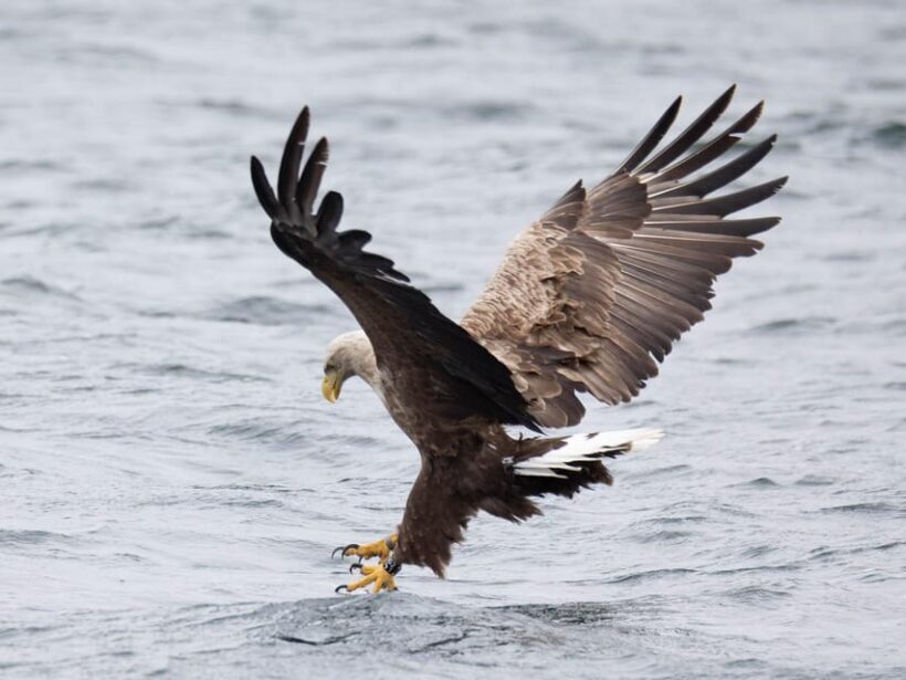 Sea Eagle Sunset Cruise - A Detailed Look at the Sea Eagle Sunset Cruise