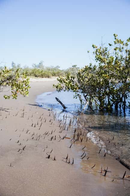 Sea Kayak Tour - Mangrove Safari - Key Points