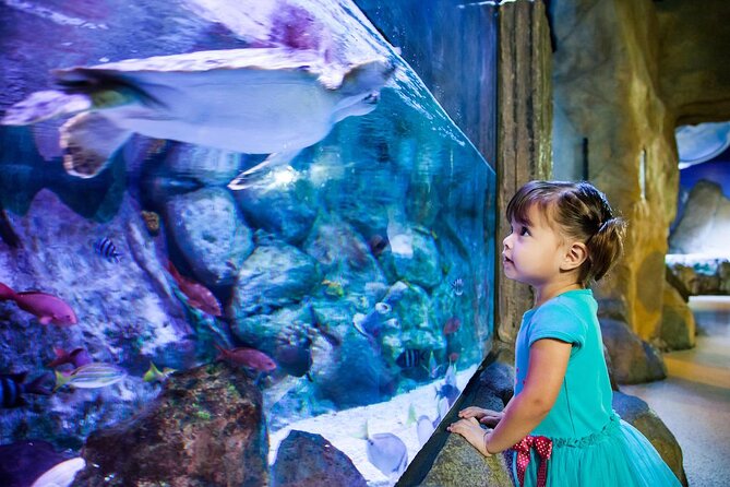 SEA LIFE Aquarium Grapevine Admission Ticket - An In-Depth Look at SEA LIFE Aquarium Grapevine