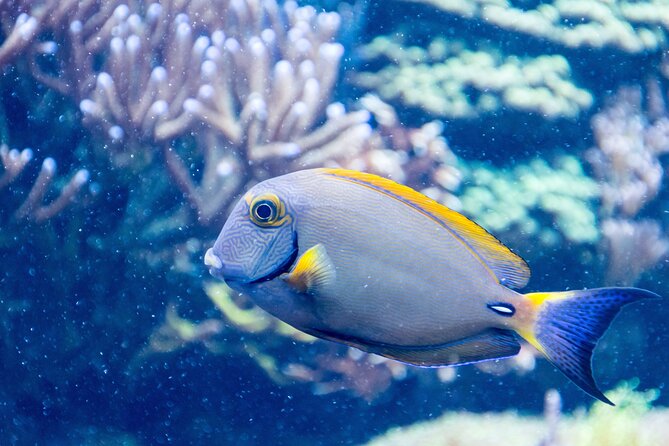 SEA LIFE Aquarium Grapevine Admission Ticket - Visitor Experiences: Authentic Voices