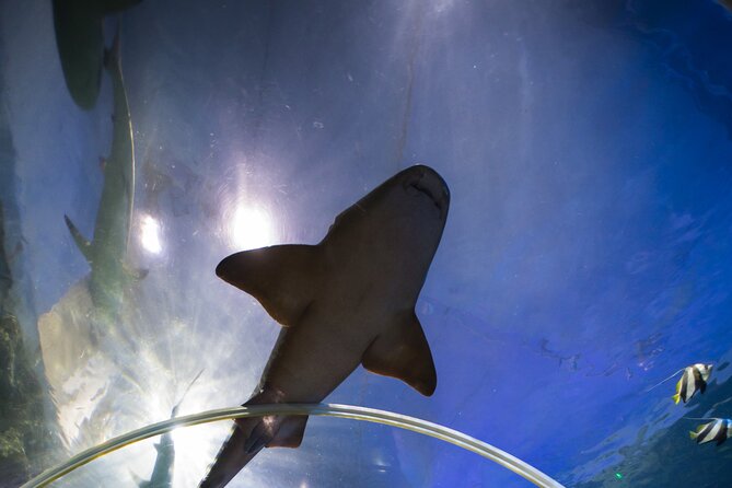 SEA LIFE Birmingham Admission Ticket - Cancellation Policy