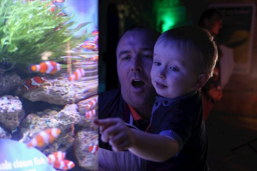 SEA LIFE Blackpool Entrance Ticket - A Closer Look at the Experience