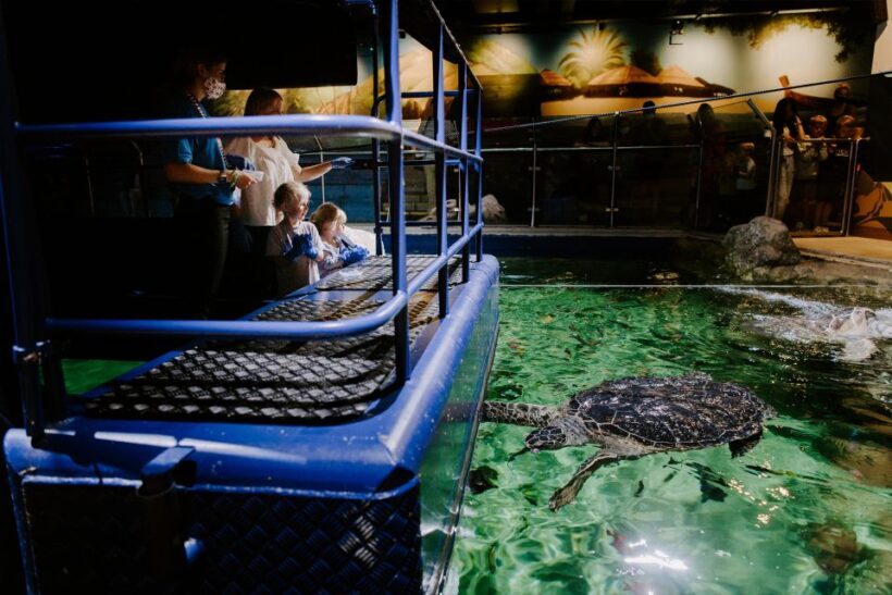 Sea Life Brighton Admission Ticket - Considerations and Tips