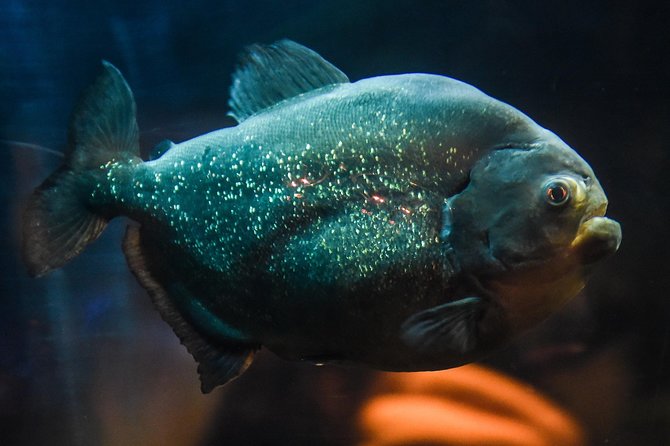 SEA LIFE Brighton Admission Ticket - Admission Ticket Pricing and Booking