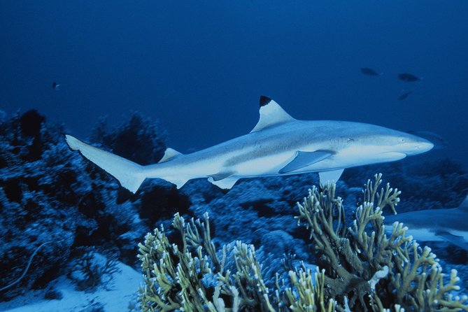 SEA LIFE Great Yarmouth General Admission - Humboldt Penguins and Crocodile Enclosure
