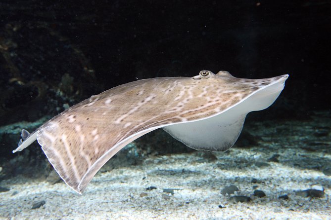 SEA LIFE Great Yarmouth General Admission - Visitor Feedback and Ratings