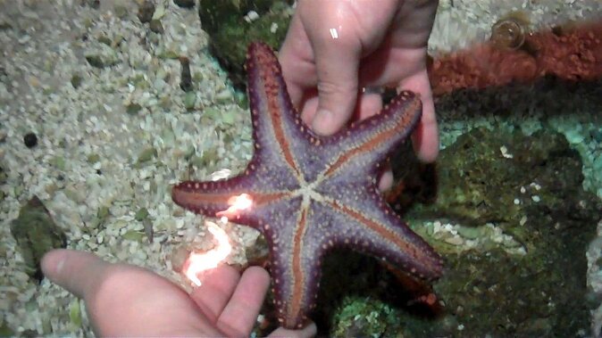 SEA LIFE Hannover Ticket Incl. Animal Crossing Event - Key Points