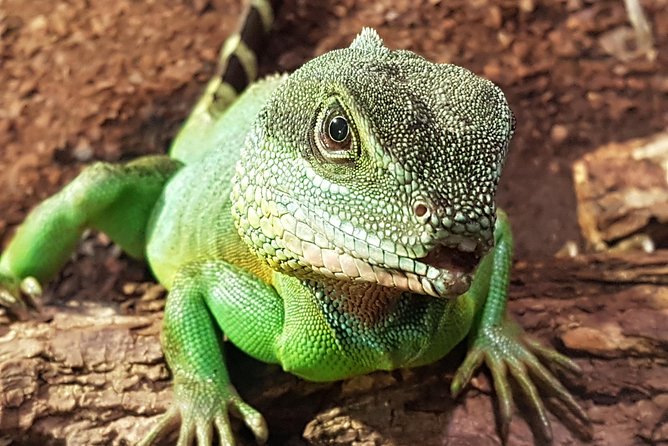 SEA LIFE Hannover Ticket Incl. Animal Crossing Event - Meeting and Accessibility Details