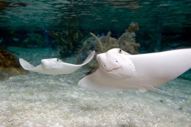 SEA LIFE Kansas City Aquarium Admission Ticket - FAQ