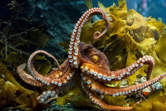 SEA LIFE Kelly Tarlton's General Admission - The Sum Up