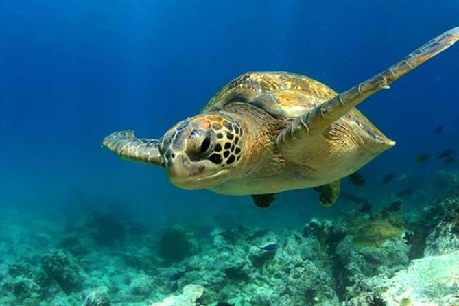 SEA LIFE Manchester Admission Ticket - Exploring the Aquariums Exhibits