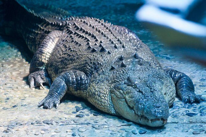 SEA LIFE Melbourne Aquarium Admission Ticket - Visitor Experience: The Pros and Cons