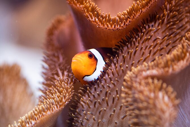 SEA LIFE Munich Admission Ticket - Ticket Details and Pricing