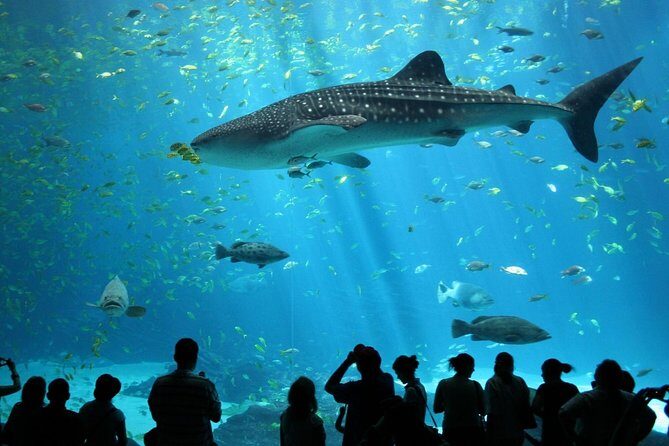 SEA LIFE Ocean World at Bangkok Admission Ticket - Exploring SEA LIFE Ocean World in Bangkok: A Comprehensive Review