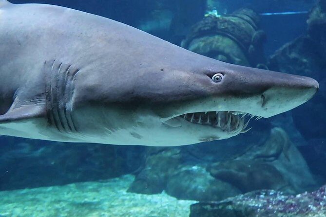 SEA LIFE Ocean World at Bangkok Admission Ticket - Key Points