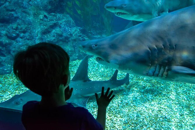 SEA LIFE Ocean World at Bangkok Admission Ticket - Who Will Love SEA LIFE Bangkok Ocean World?