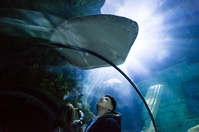 SEA LIFE Porto Full-Day Entrance Ticket - A Practical Look at SEA LIFE Porto’s Full-Day Entrance Ticket