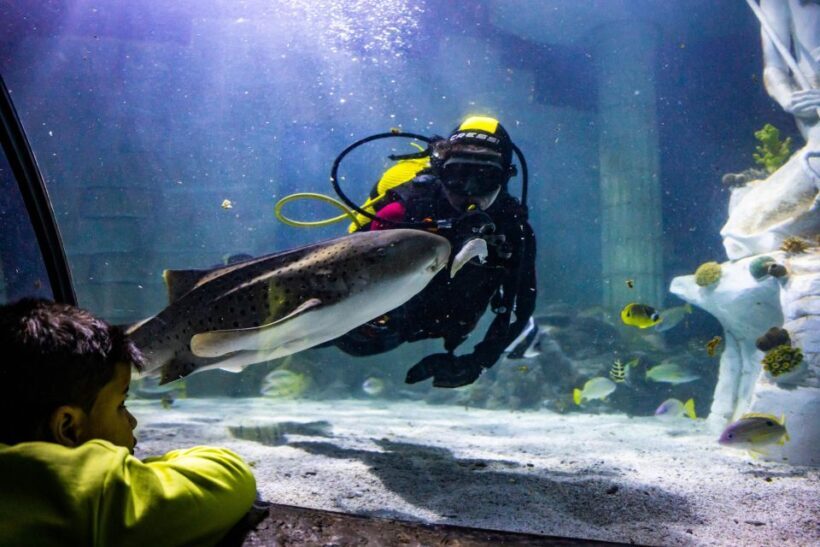 SEA LIFE Porto Full-Day Entrance Ticket - Key Points