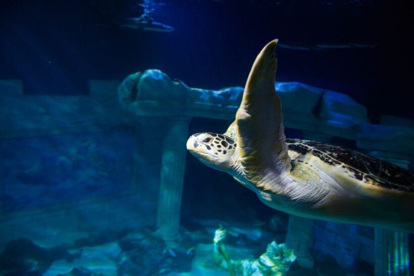 SEA LIFE Porto Full-Day Entrance Ticket - FAQs