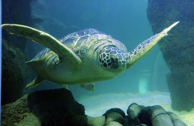 SEA LIFE San Antonio Admission Ticket - The Overall Experience